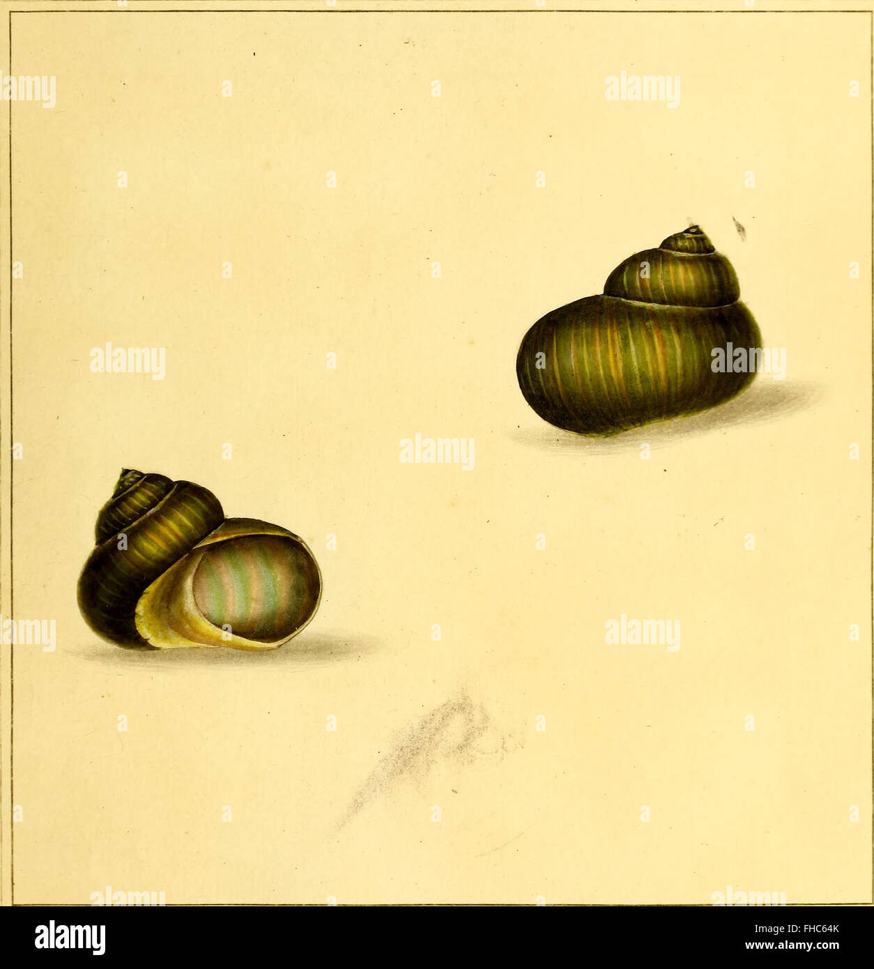 The Universal Conchologist - Exhibiting the figure of every known shell ...