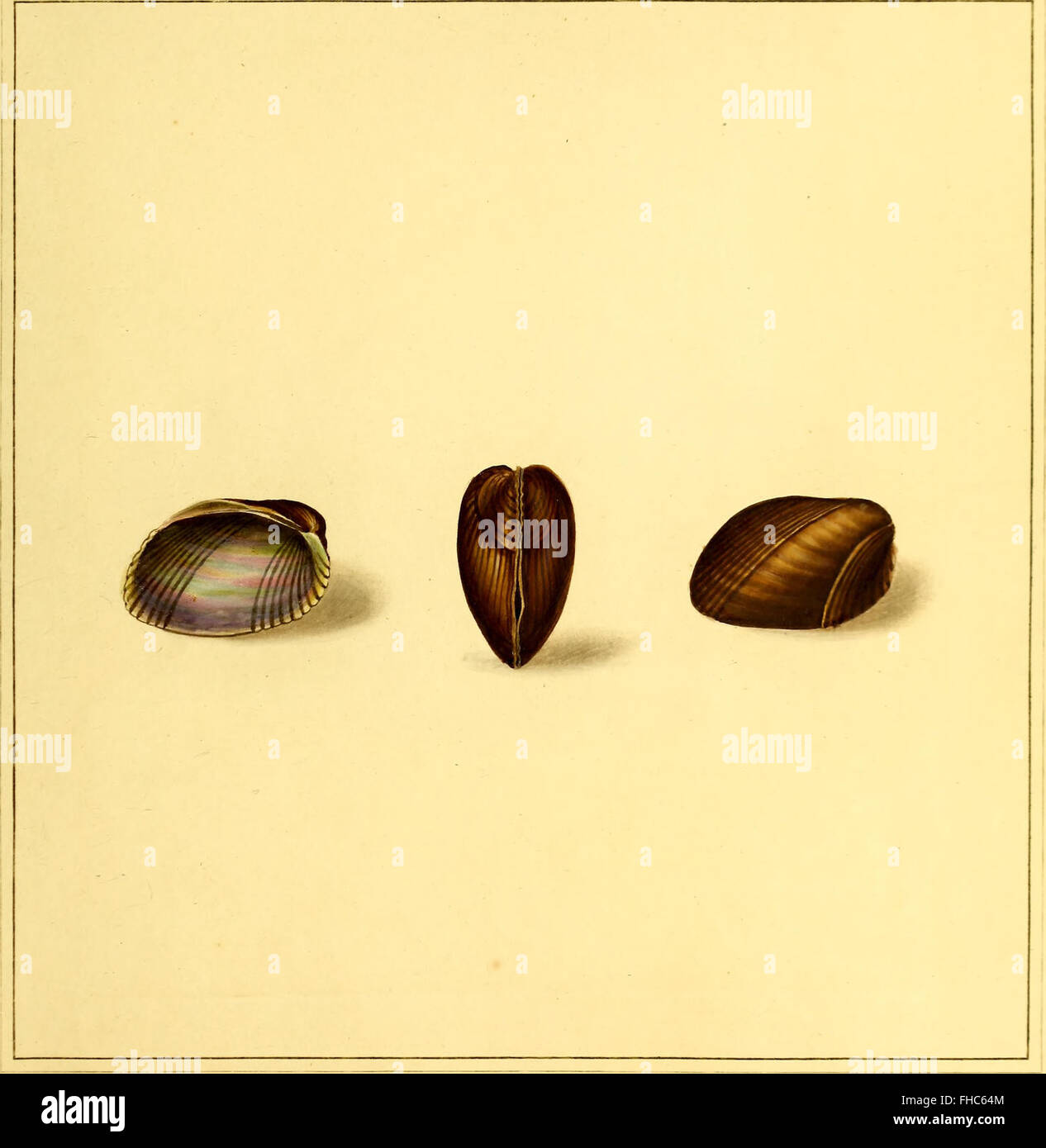 A 1789 comprehensive work on conchology, featuring accurate ...
