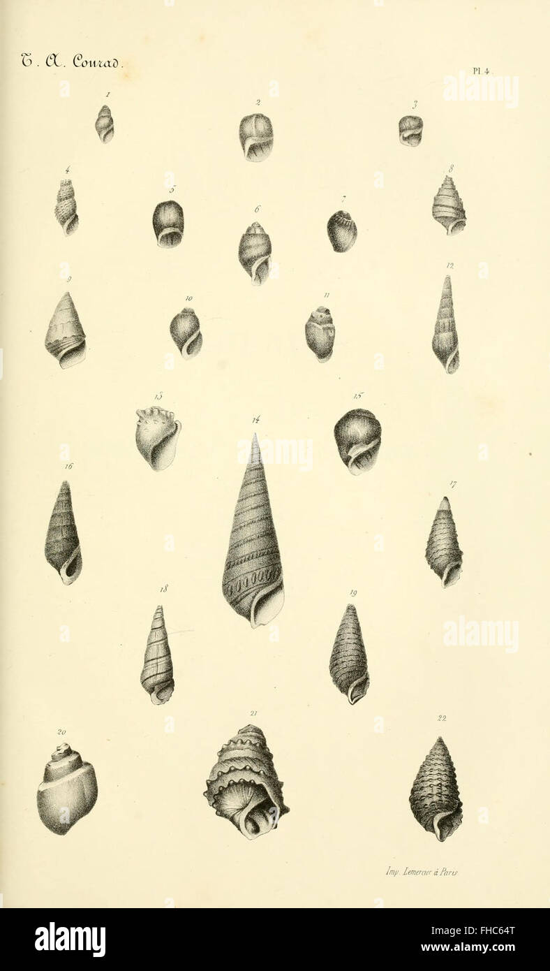 A catalog of mollusks and shells from various collections, with ...