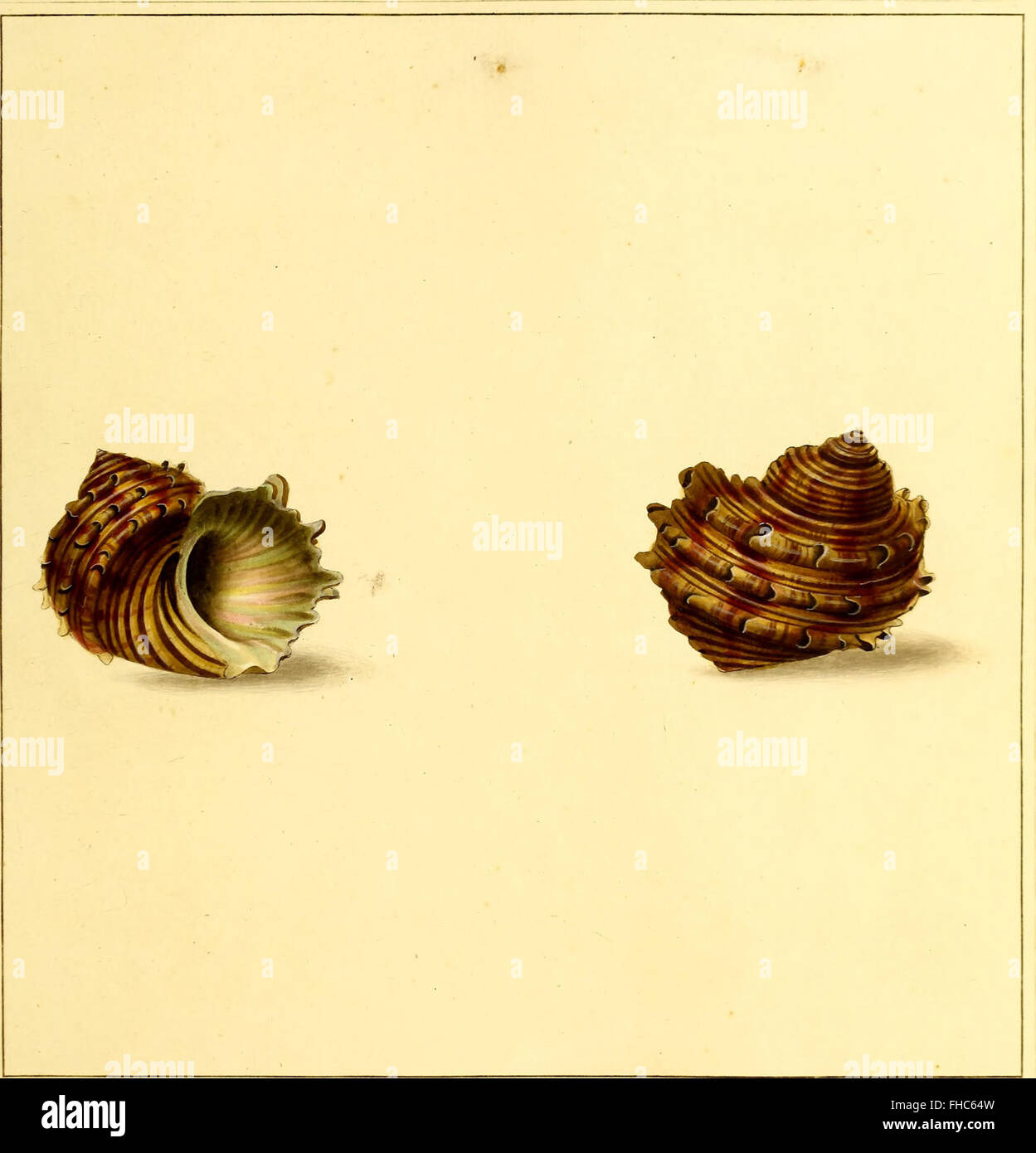 First published in 1789, 'The Universal Conchologist' features accurate ...