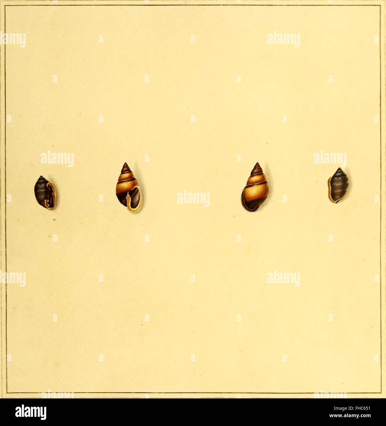A comprehensive work from 1789 on conchology, showcasing detailed and ...