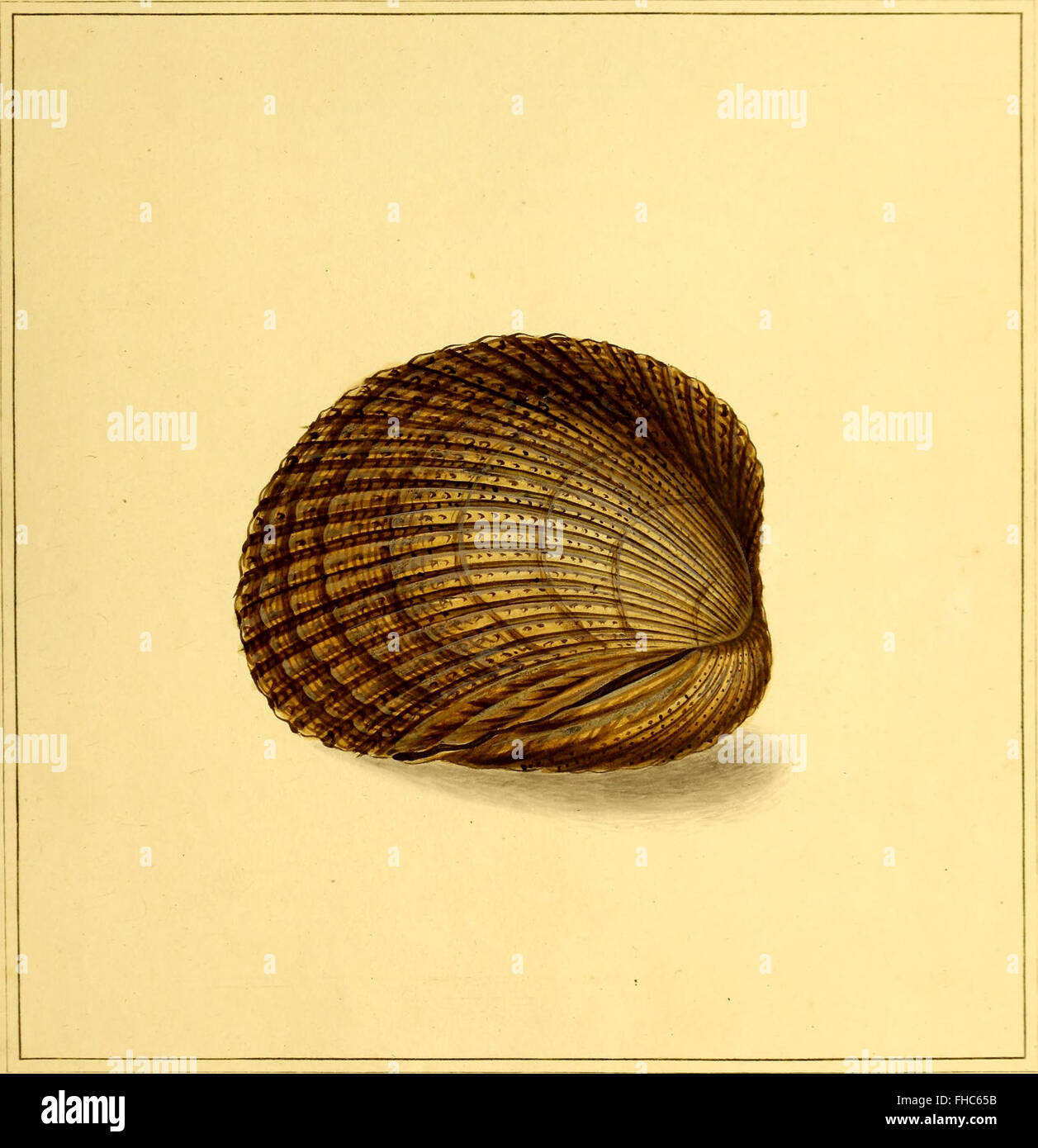 The universal conchologist - exhibiting the figure of every known shell ...