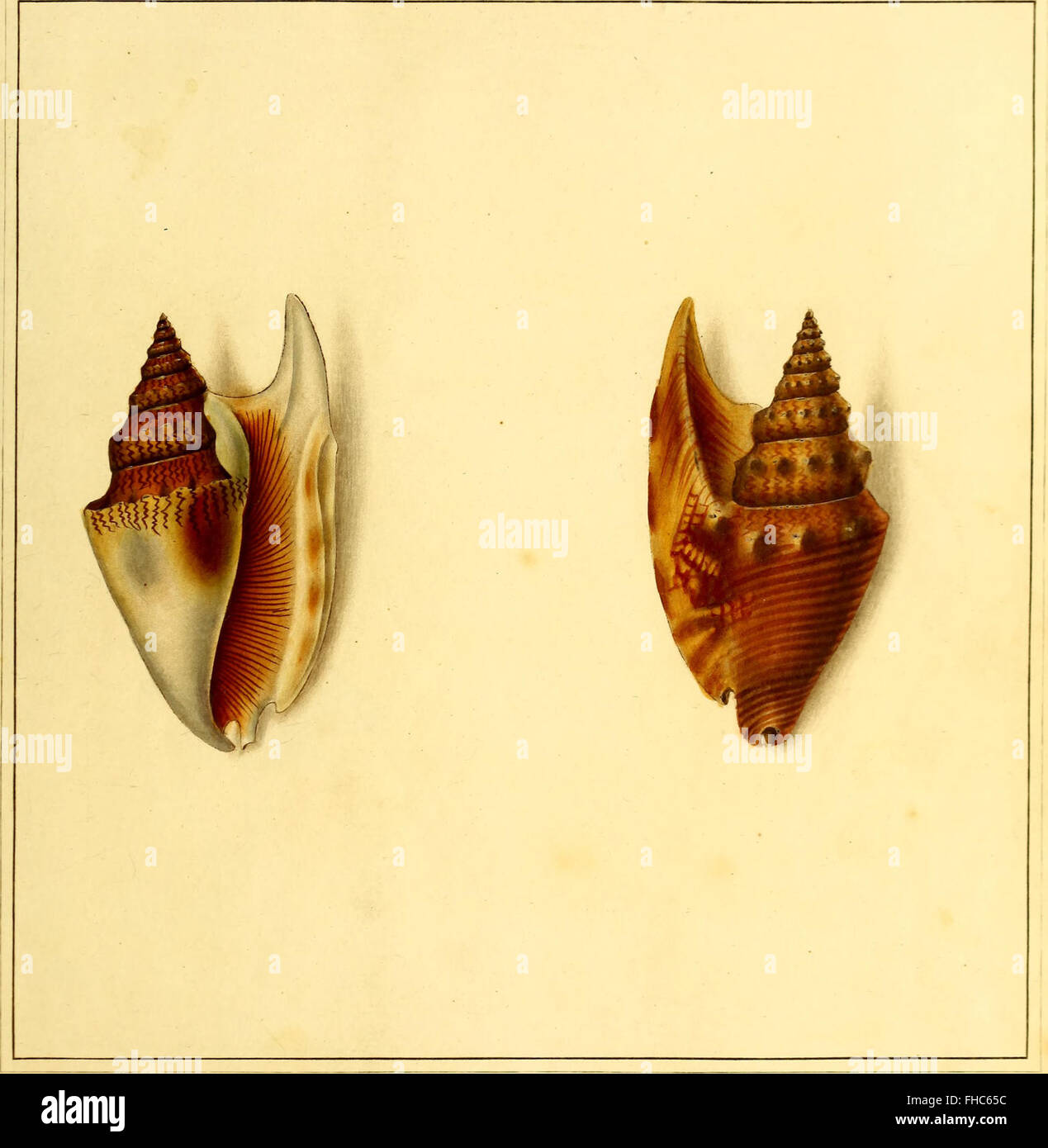 Detailed depictions of various shell specimens hi-res stock photography ...