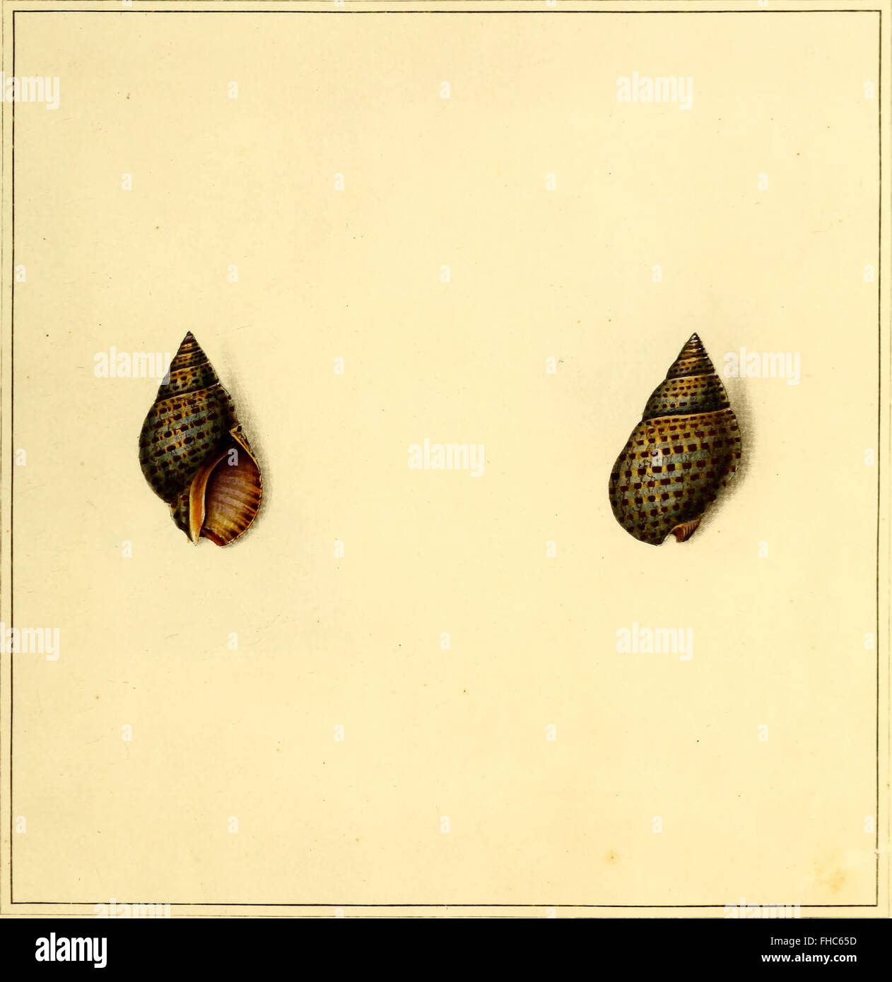 An 18th-century work showcasing detailed, accurate depictions of ...