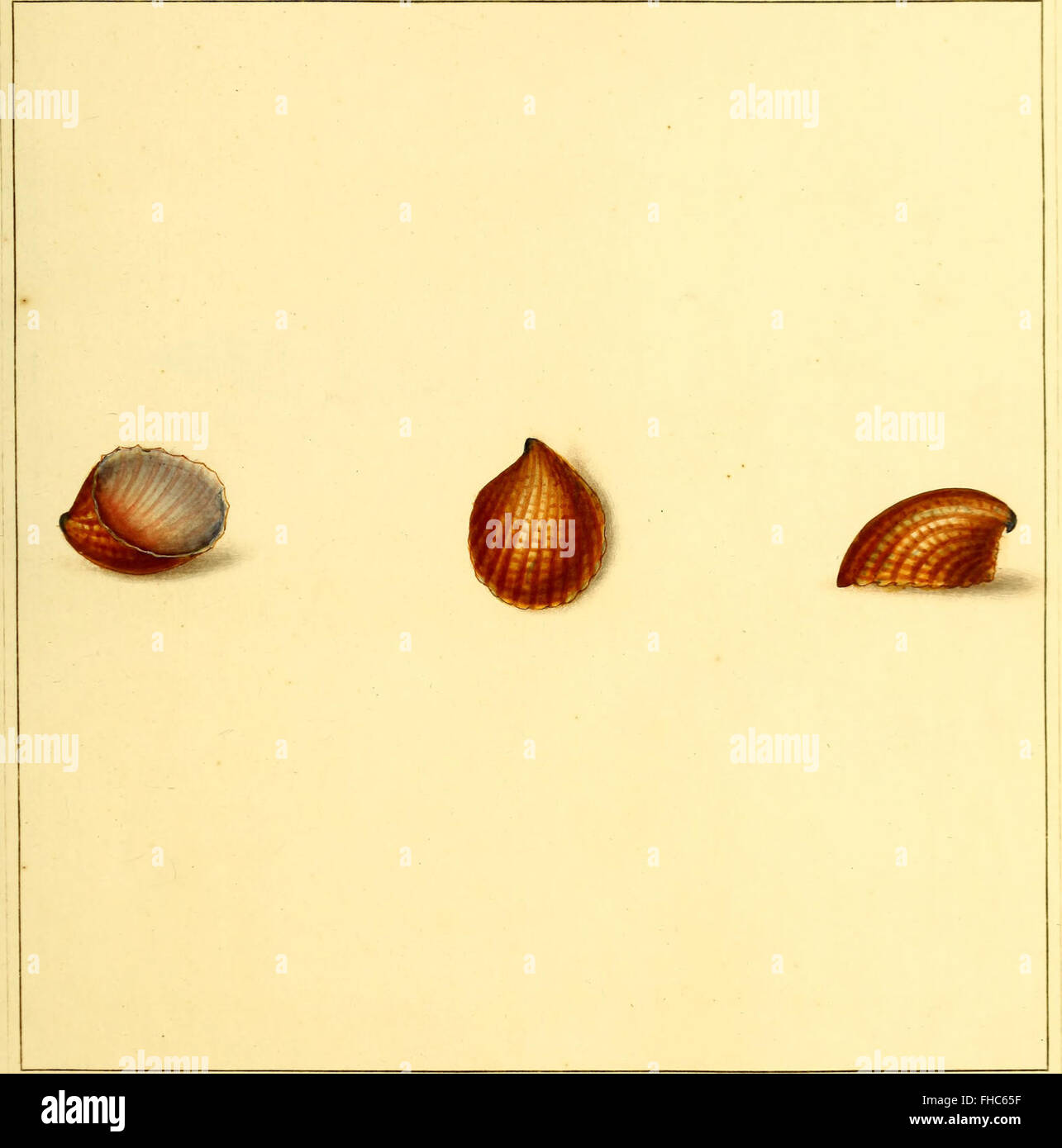 The Universal Conchologist, a detailed and accurate representation of ...