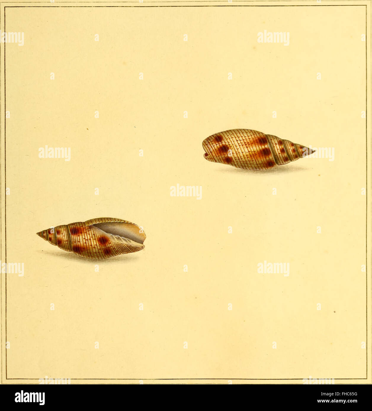 A detailed 1789 work showcasing every known shell, with accurate ...