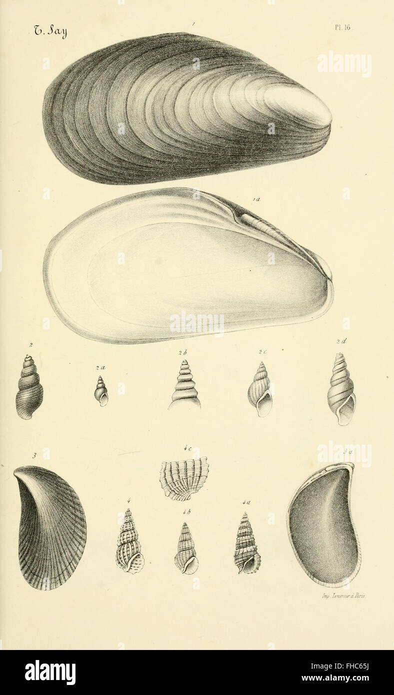 A catalog of mollusks and shells held in various libraries, including ...