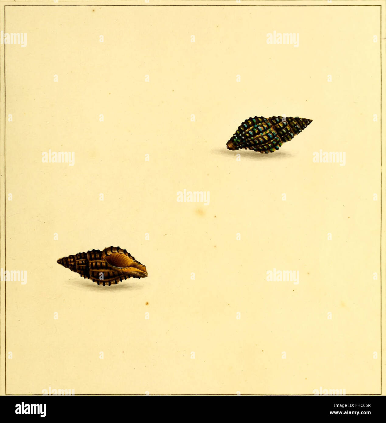 Shells, Conchology, Natural History, Scientific Illustration, Sea ...