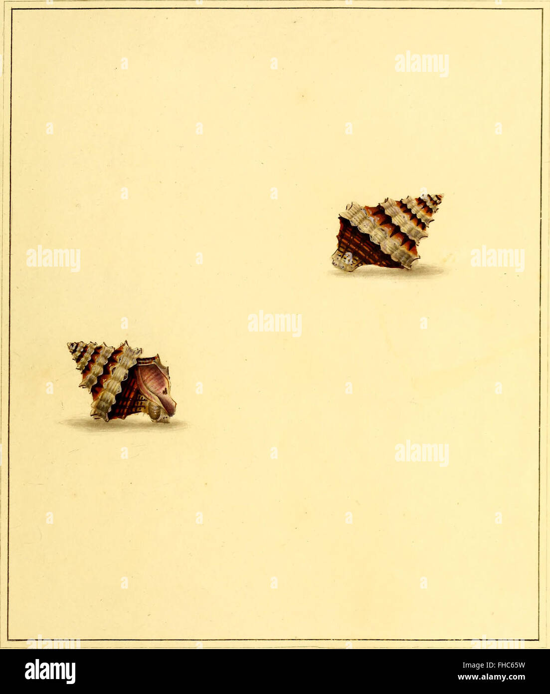 An 18th-century work documenting every known shell species, with ...