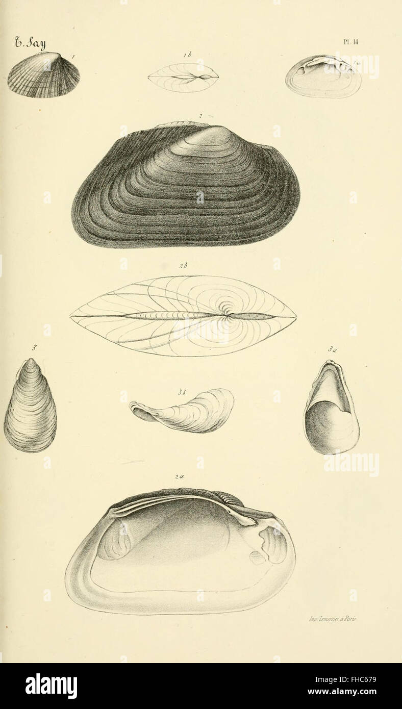 conchology, mollusks, shell collection, Harvard University, MCZ, Ernst ...
