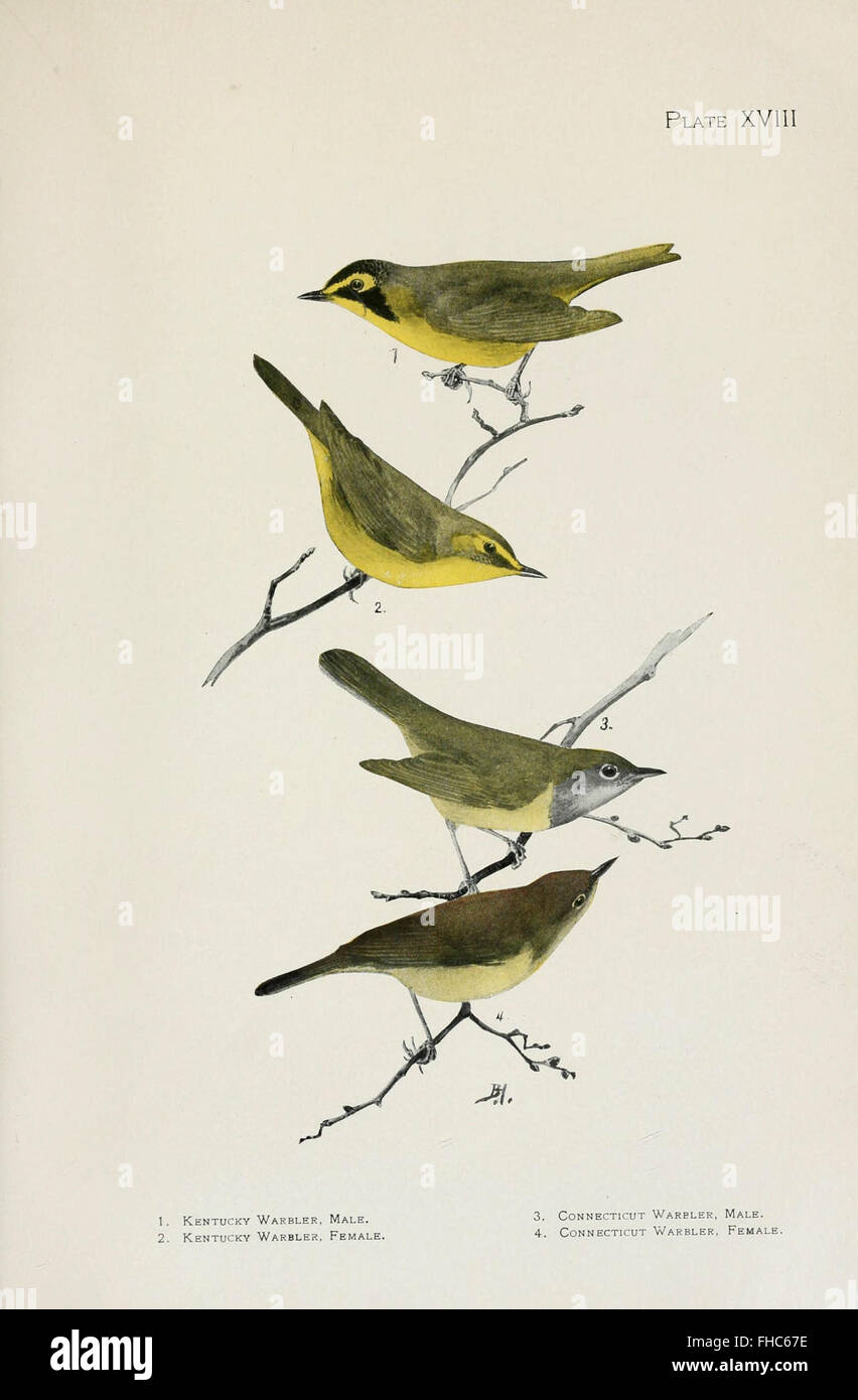 The Warblers of North America, 1(7), American Museum of Natural History ...
