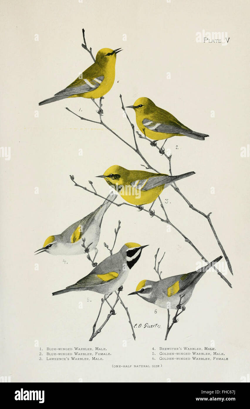 A detailed study of North American warblers, focusing on wood warblers ...