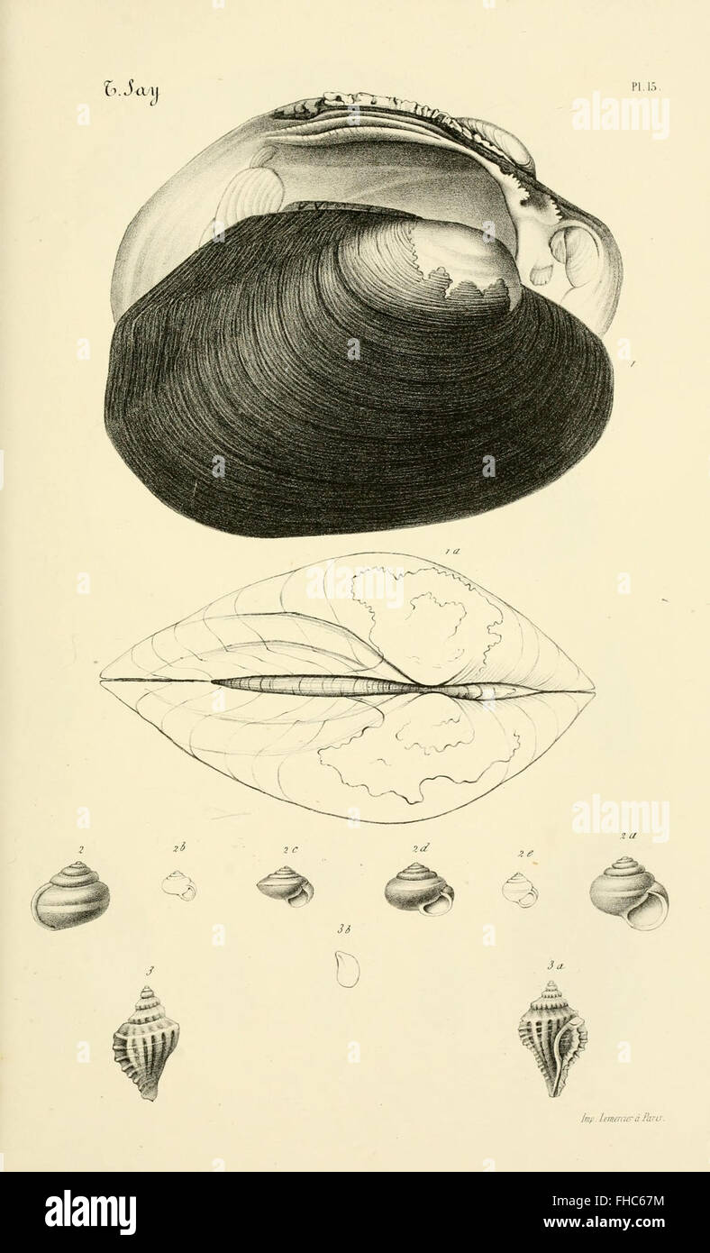 Conchological library, catalogs and collections, featuring mollusks and ...