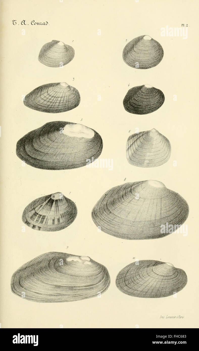 Bibliothèque Conchyliologique, a collection of mollusk and shell ...