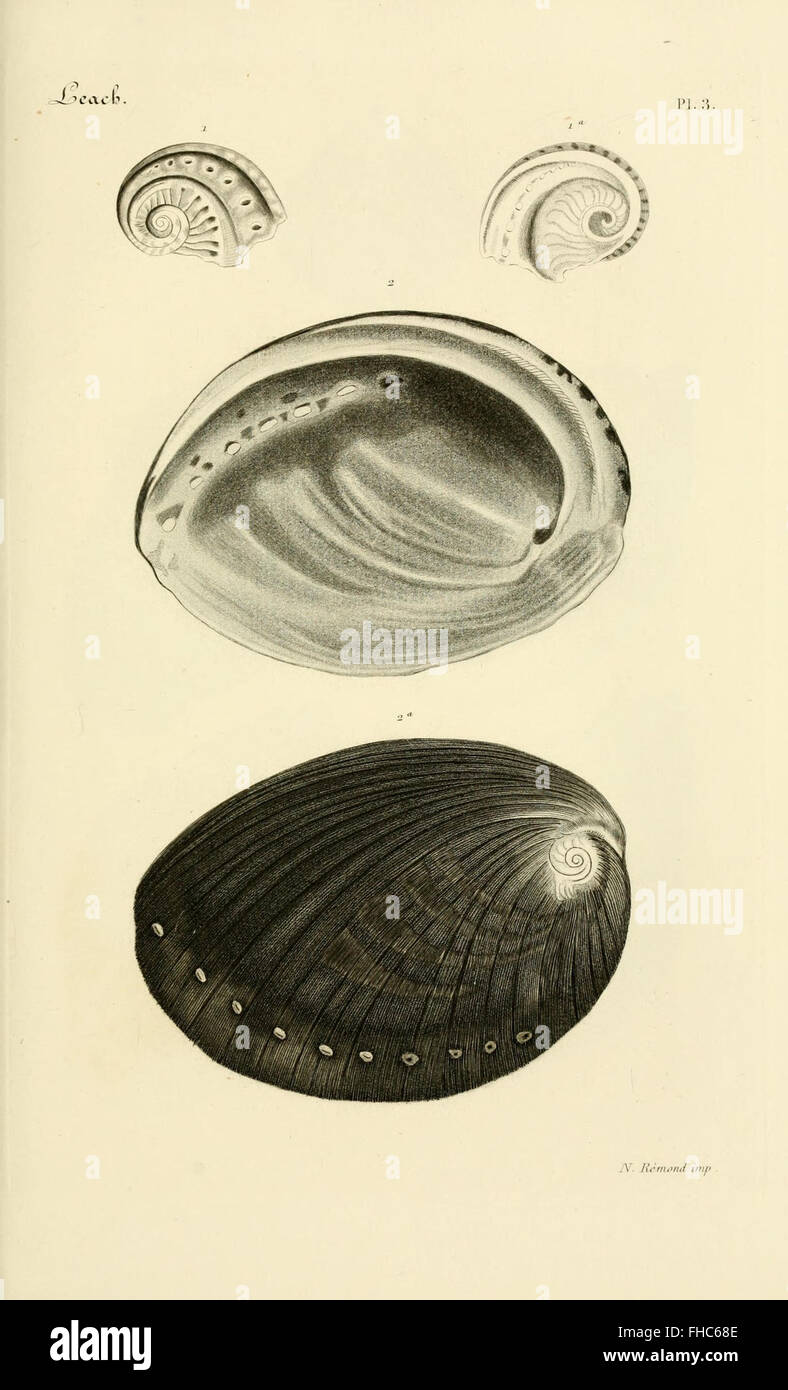 A catalog of mollusk shells housed in the conchological collection at ...