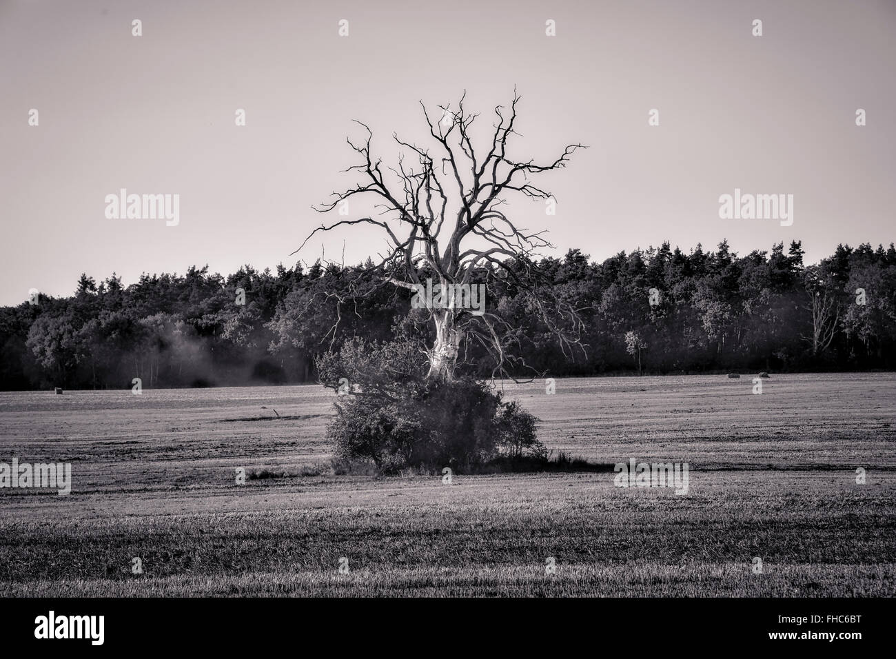 old dead tree on a field in summer Stock Photo - Alamy