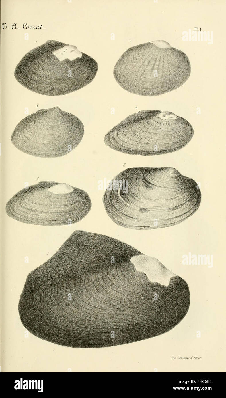 Bibliothèque Conchyliologique is a collection of shell species ...