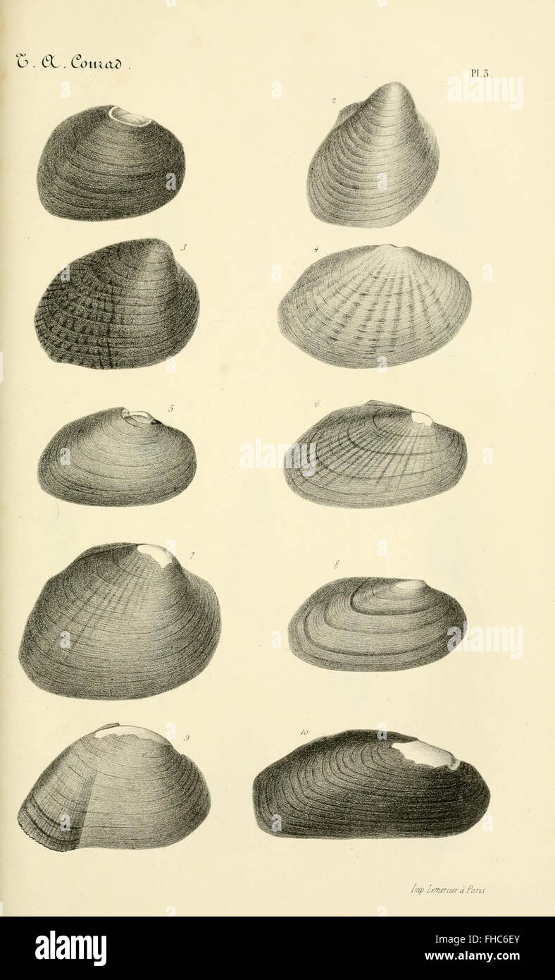A comprehensive catalog of mollusks and shells housed at the Harvard ...