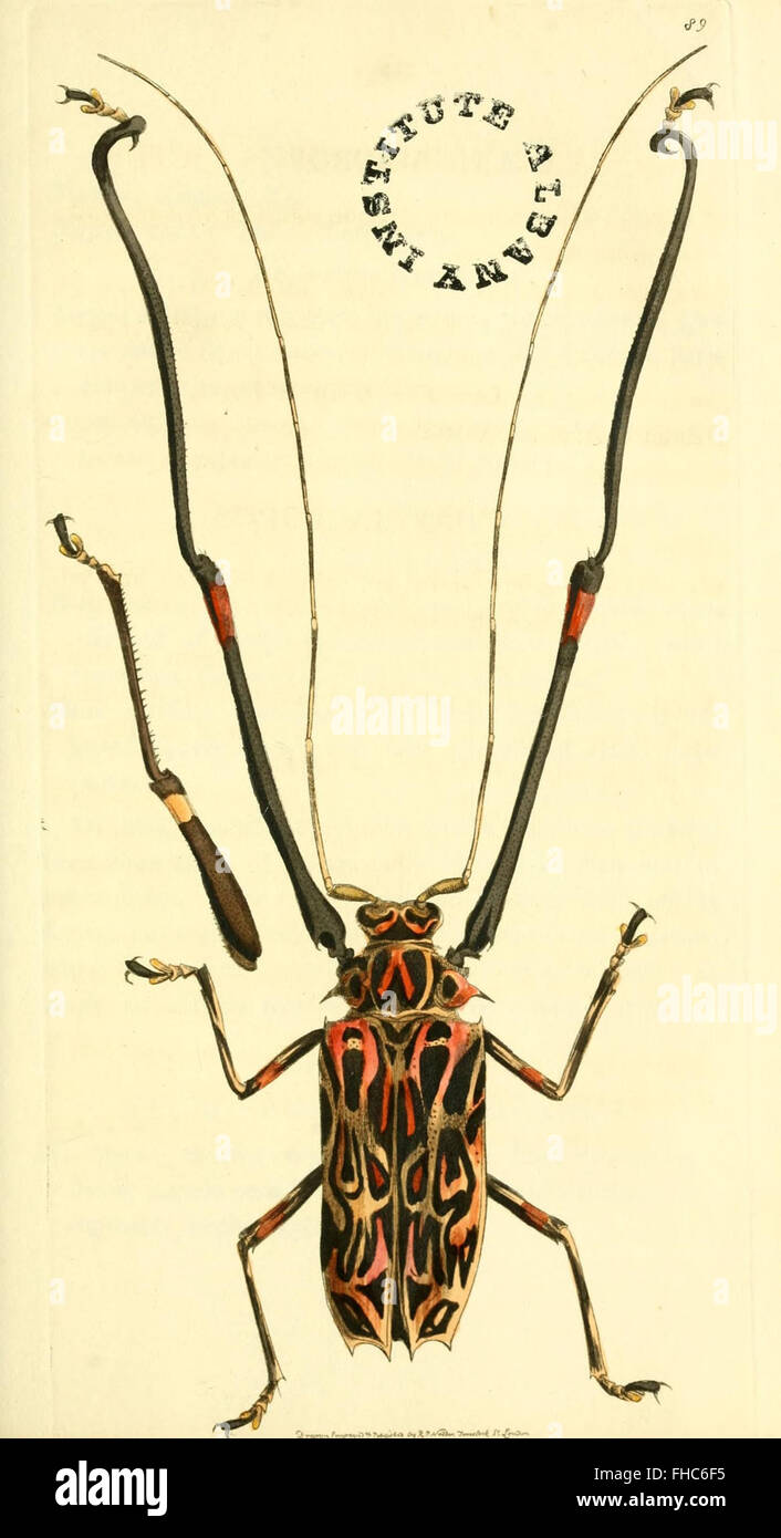 A compilation of various zoological topics, focusing on animal species ...