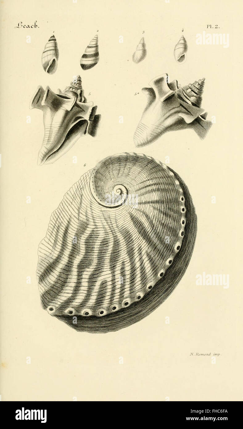 A comprehensive catalog of mollusk and shell collections, detailing ...