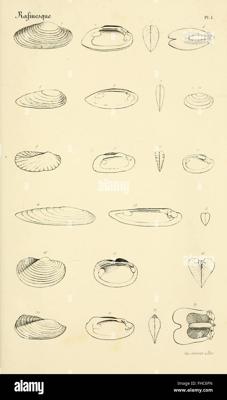 A catalog and collection of mollusk species and shells housed in ...