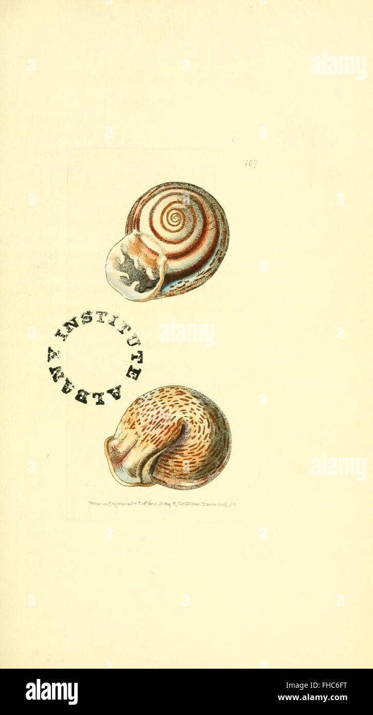 A pictorial collection of zoological studies, curated by the ...