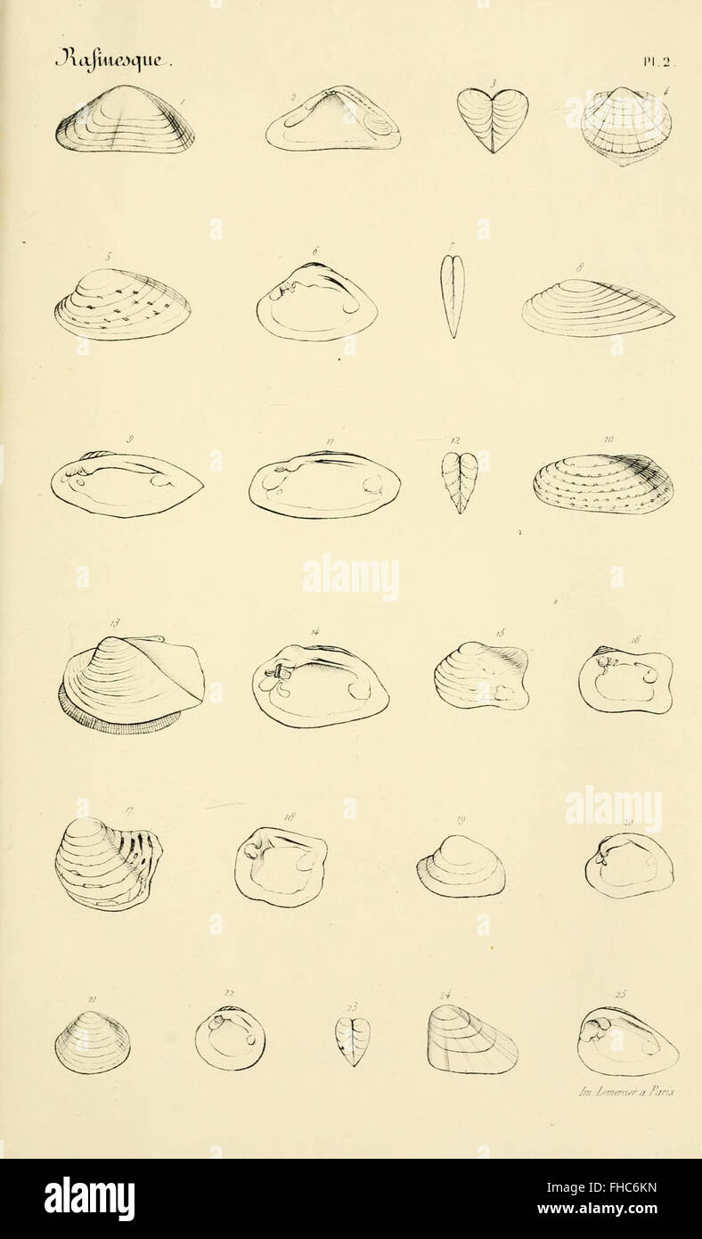 A collection of mollusk shells cataloged by Harvard University ...