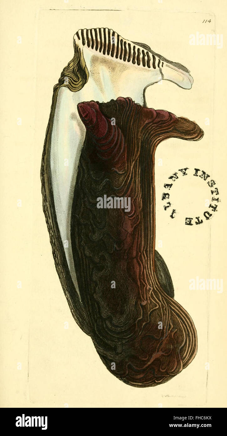 A compilation of various zoological illustrations, featuring animals ...