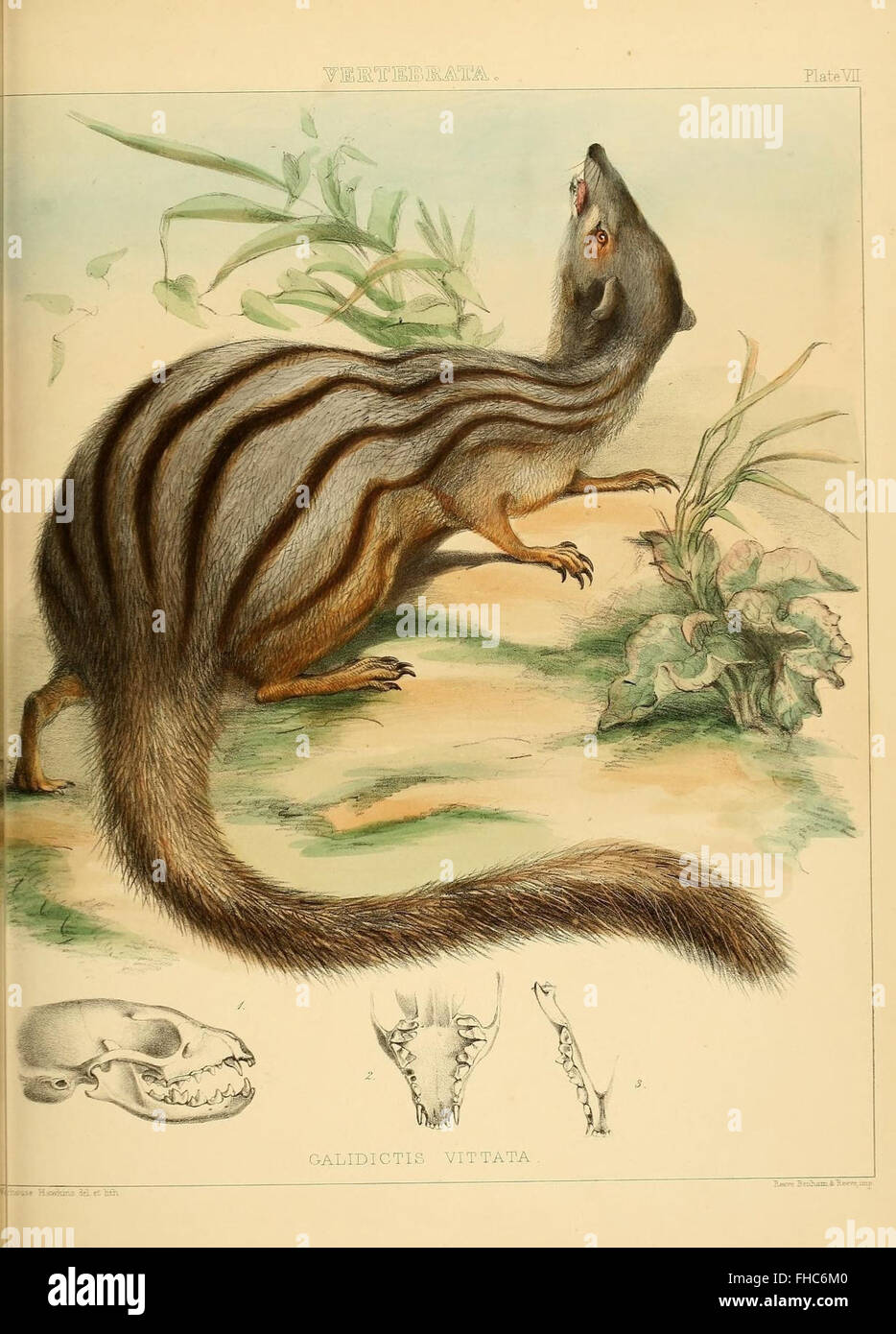 The Zoology of the voyage of H.M.S. Samarang, under the command of ...