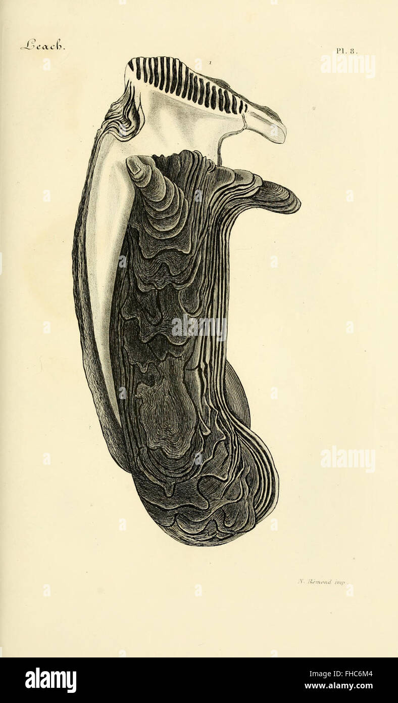 A catalog and collection of mollusks and shells, curated at Harvard ...