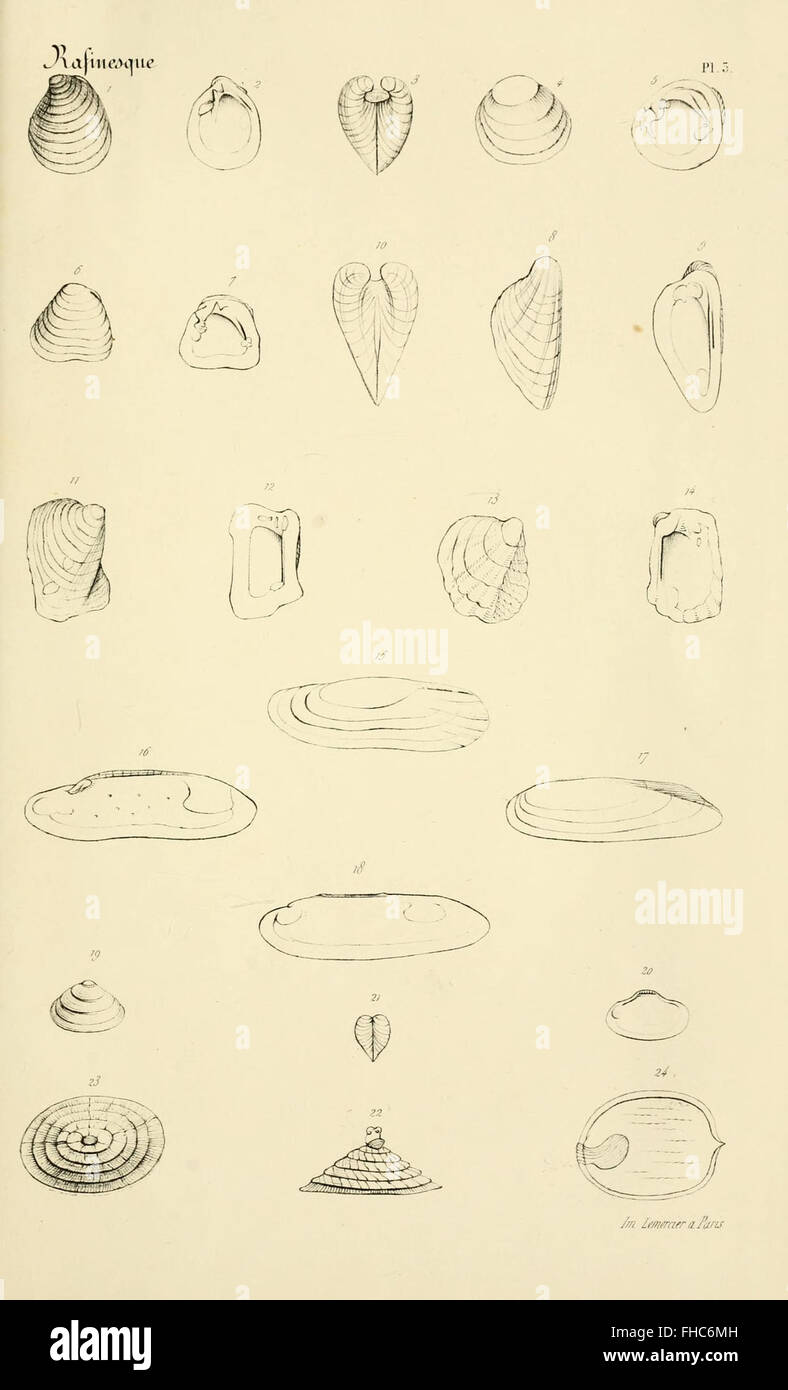A catalog of mollusks and shells, documenting collections held by ...