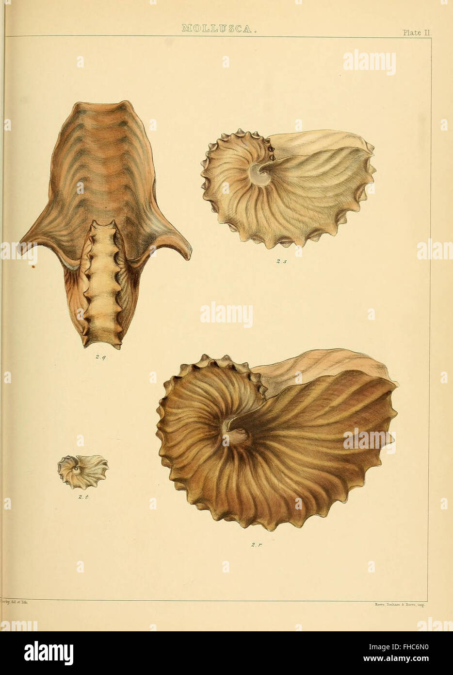 The Zoology of the voyage of H.M.S. Samarang, under the command of ...