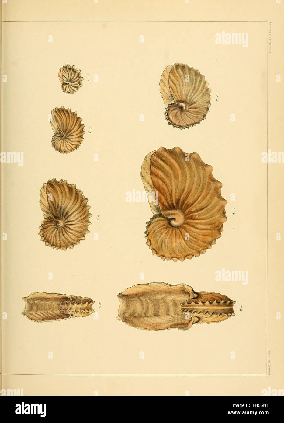A detailed zoological record from the HMS Samarang expedition (1843 ...