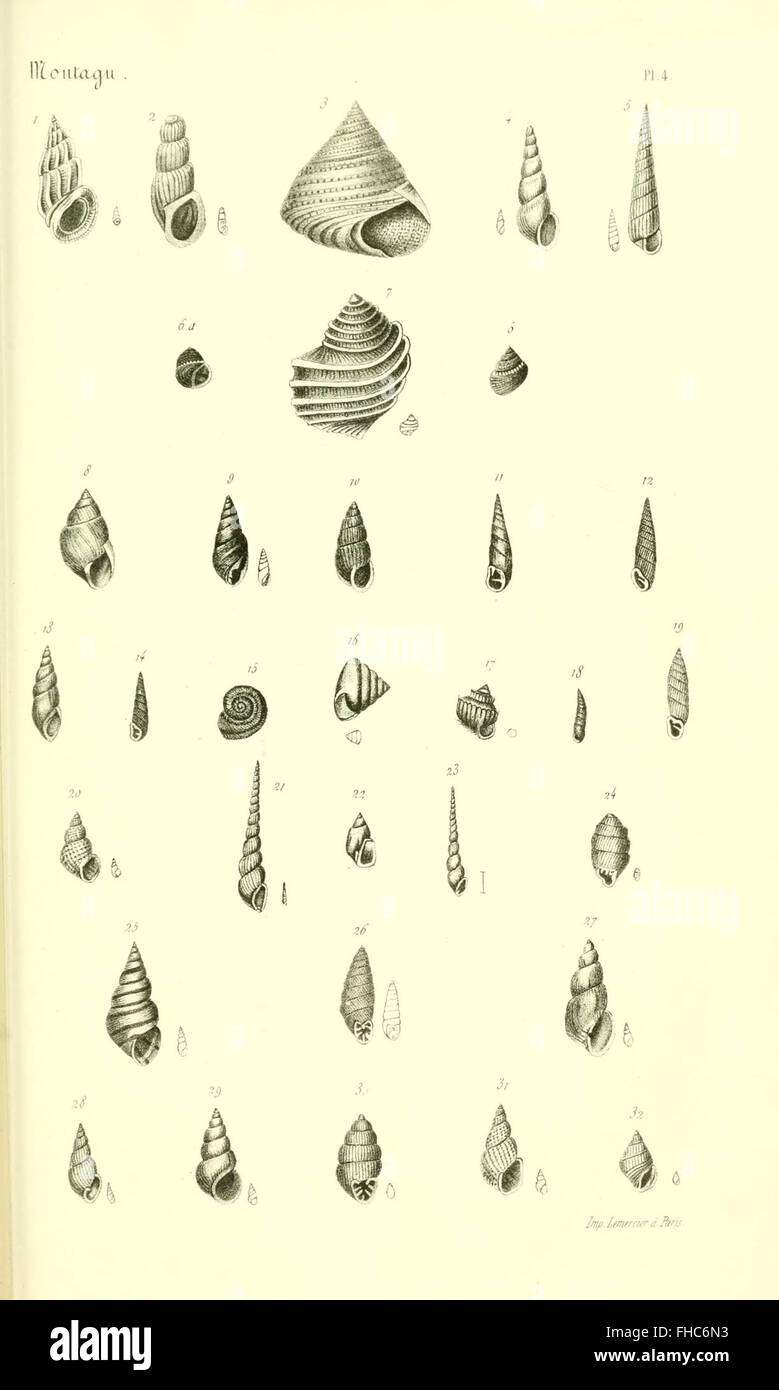 A detailed catalog of mollusks and shells, focusing on shell ...
