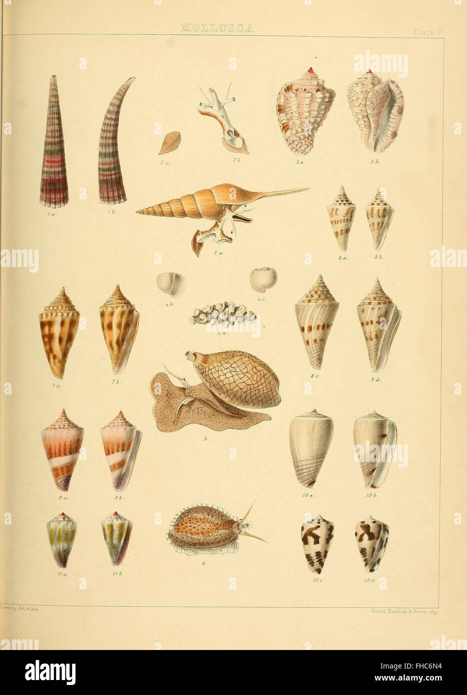 The Zoology of the Voyage of H.M.S. Samarang, a comprehensive study ...