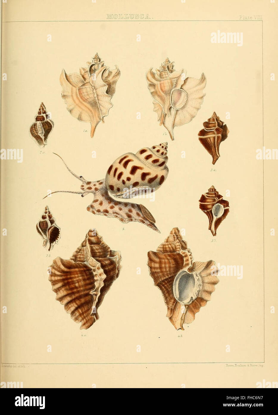 A zoological survey conducted during the HMS Samarang's voyage from ...