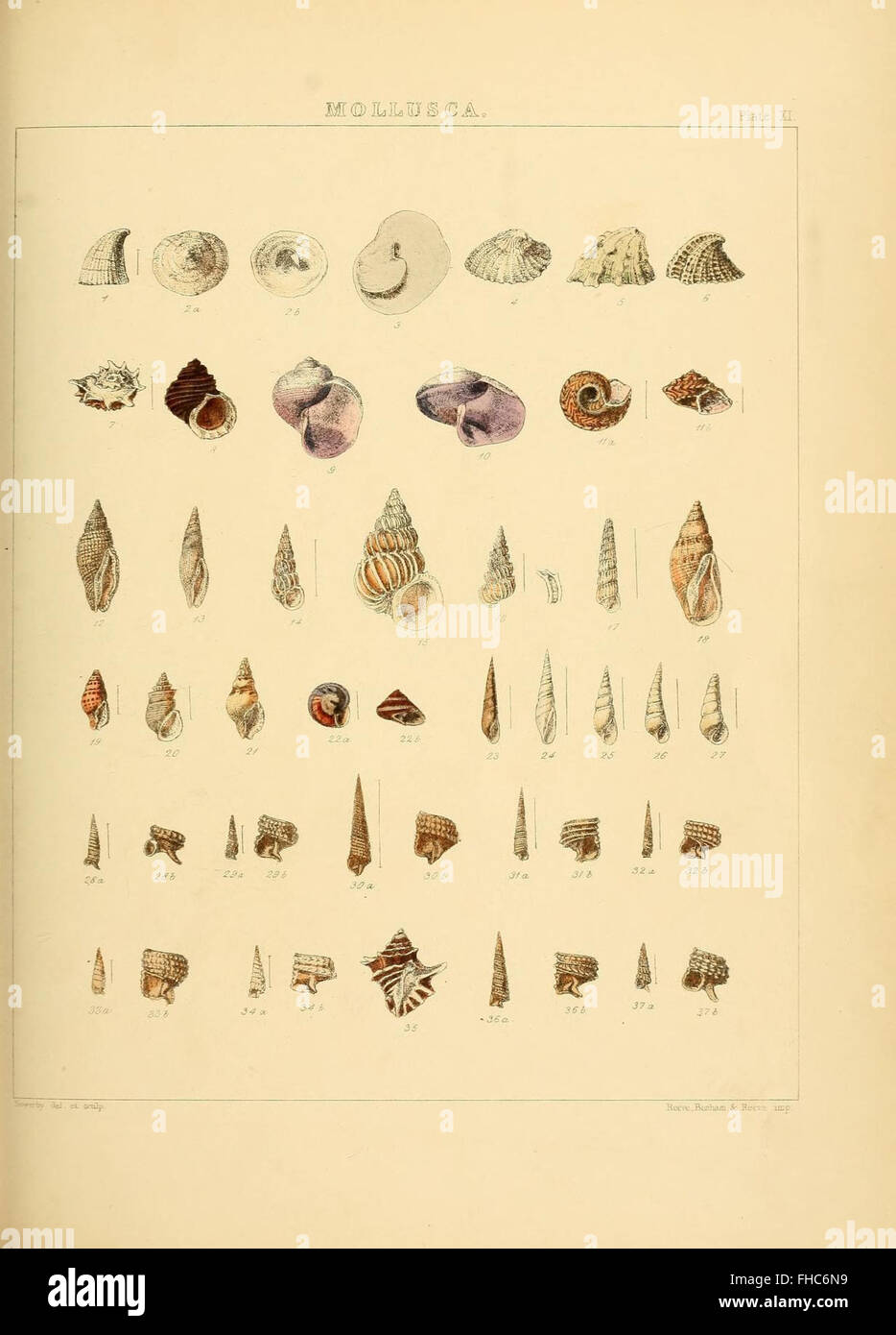 Zoological studies from the HMS Samarang voyage (1843-1846) led by ...