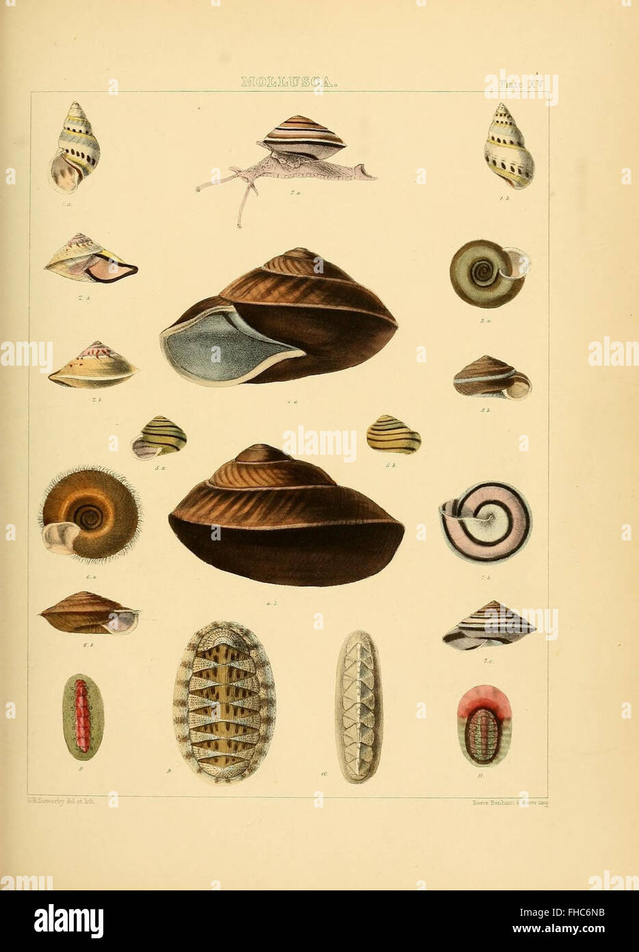 The Zoology of the voyage of H.M.S. Samarang, under the command of ...