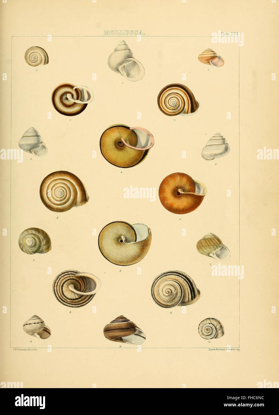 A detailed study of the zoological discoveries made during the voyage ...