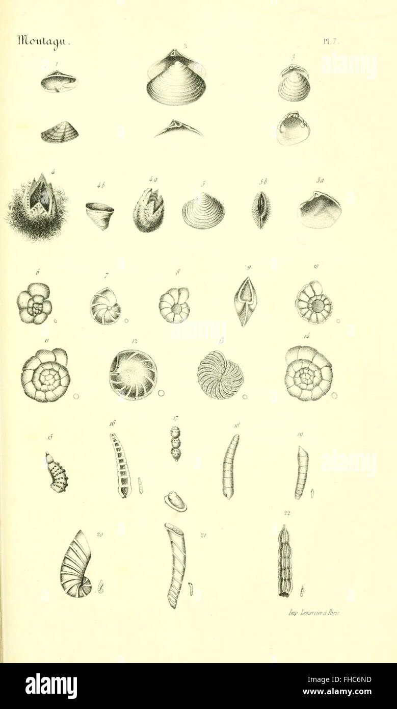 A catalog and collection of conchological works, featuring detailed ...