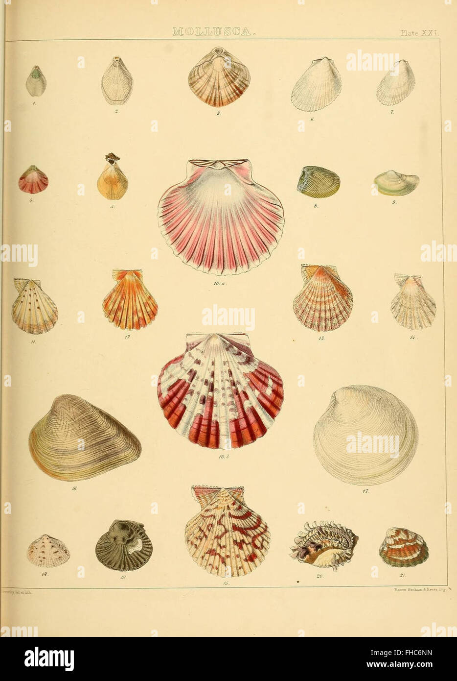 A zoological study documenting the findings of the HMS Samarang voyage ...