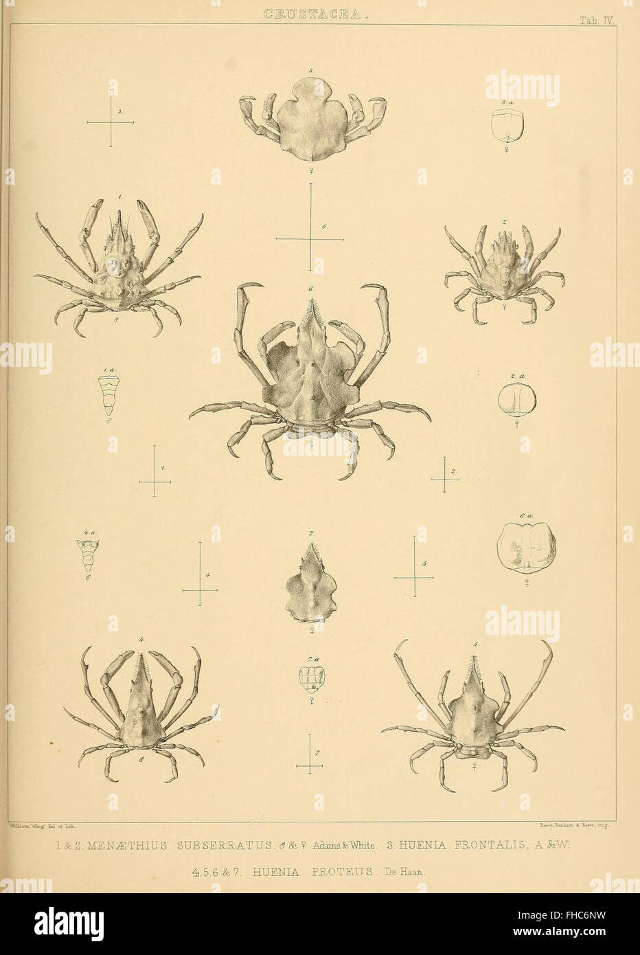 The Zoology of the voyage of H.M.S. Samarang, under the command of ...