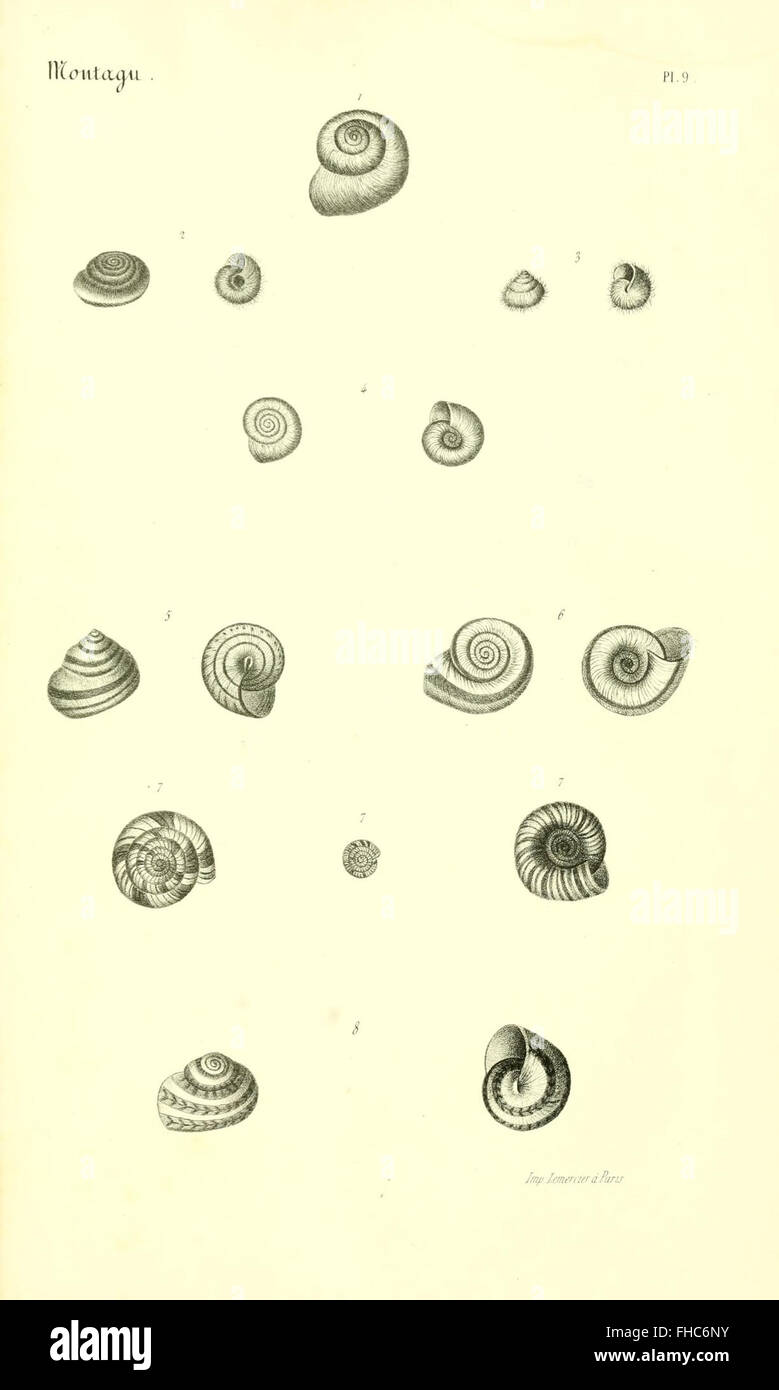 A catalog of conchological collections from Harvard University, MCZ ...