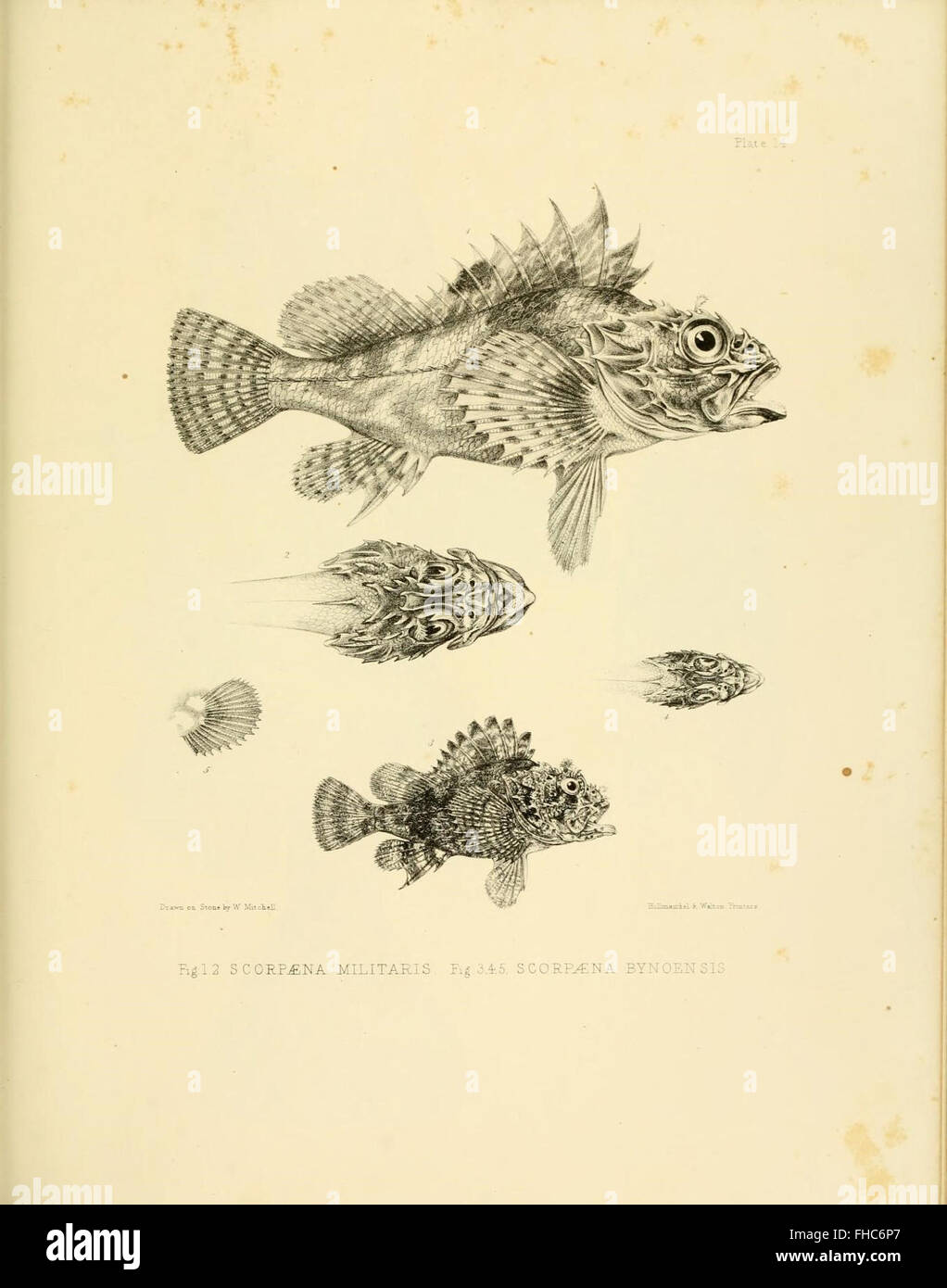 The Zoology of the Voyage of H.M.S. Erebus and Terror, a scientific ...