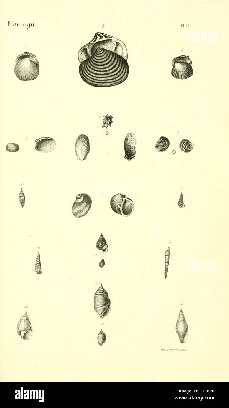 A catalog and collection of mollusks and shells, housed in the ...