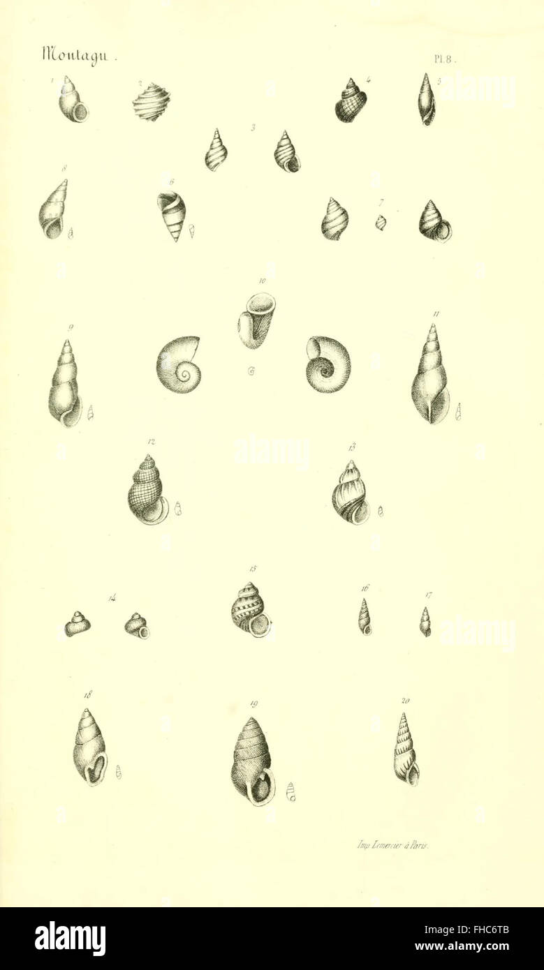 A catalog of conchological collections, detailing various mollusk ...