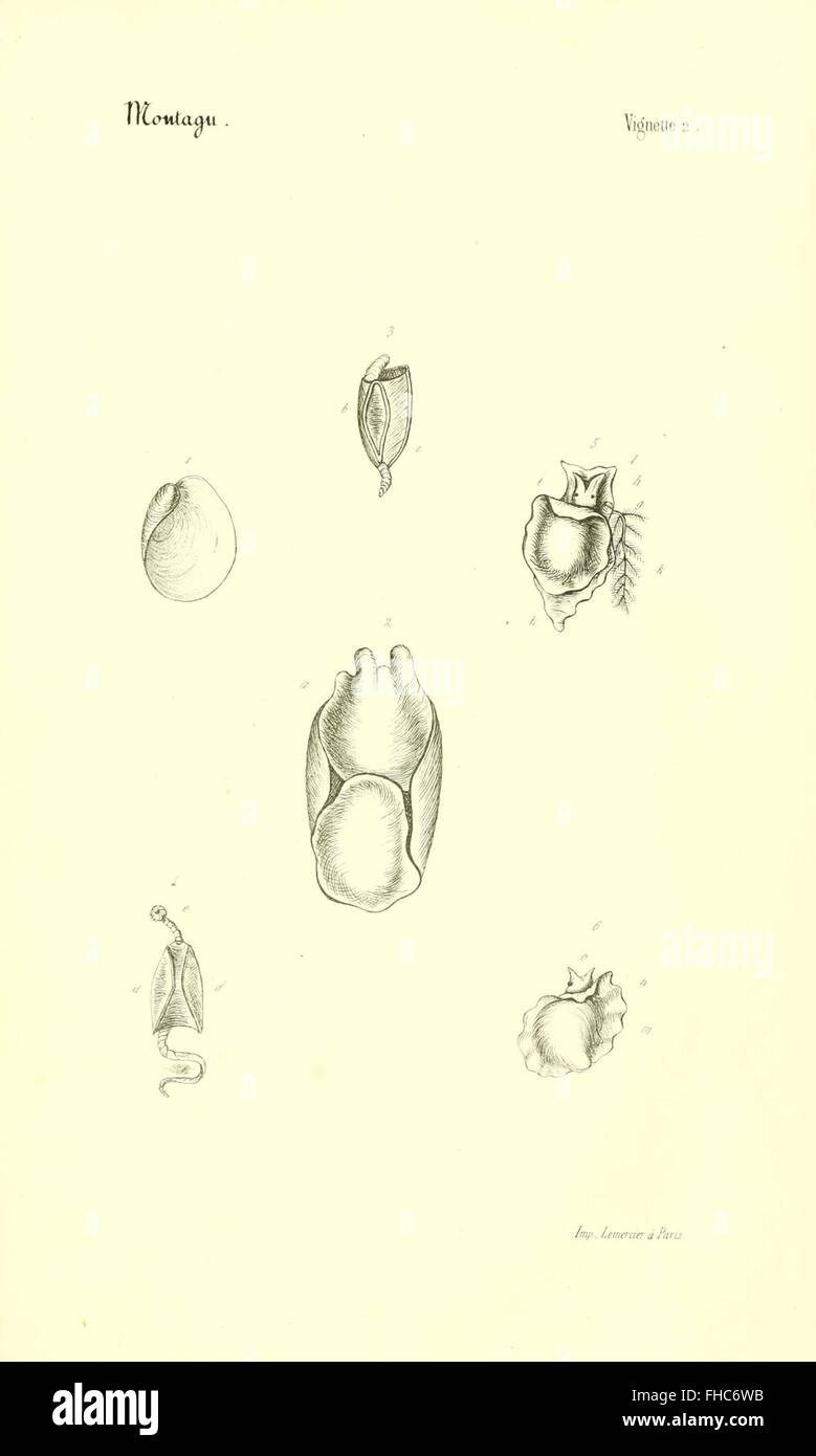A catalog of mollusk shells from Harvard University's collection ...