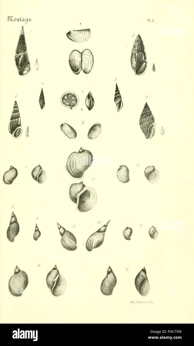 Bibliothèque Conchyliologique, Catalogs and Collections, Harvard ...