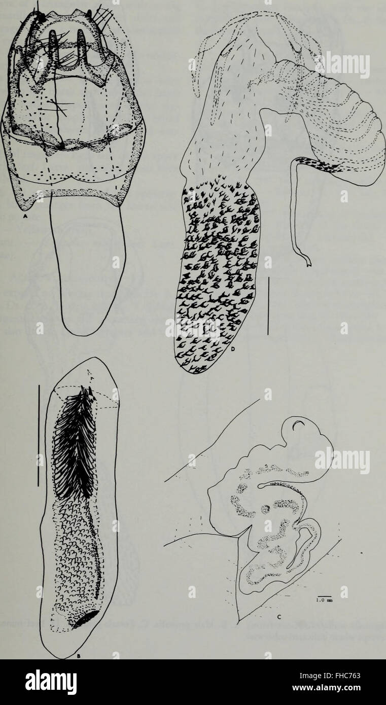 A journal dedicated to entomology, the study of insects, published in ...