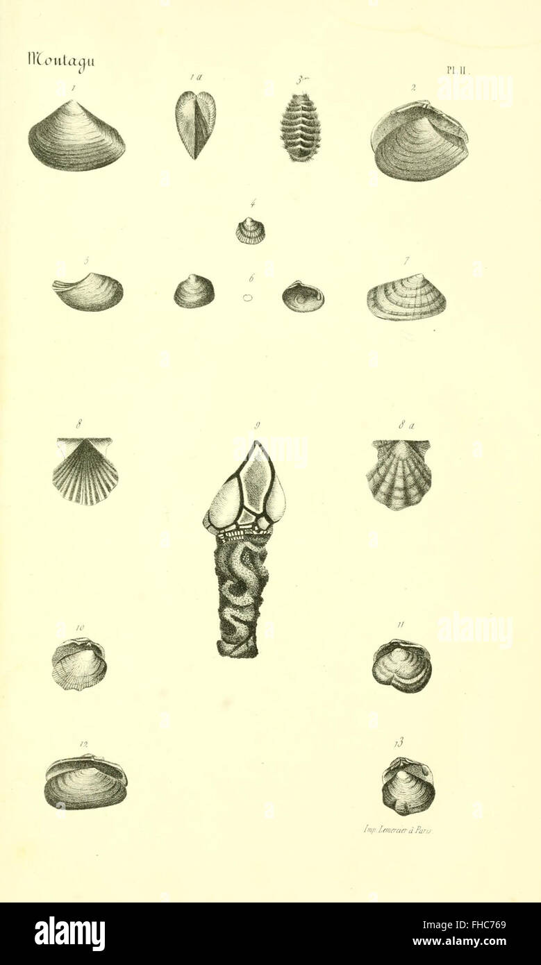 Bibliothèque Conchyliologique, Catalogs and Collections, Harvard ...